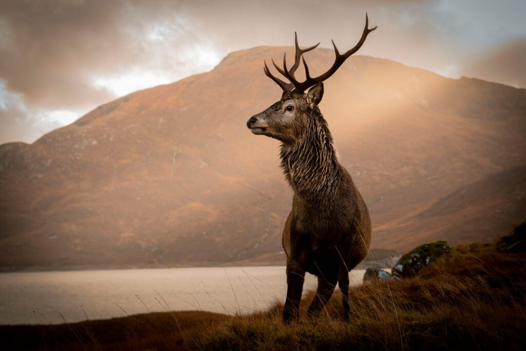 Photo of a Kinloch Stag - buy a print.