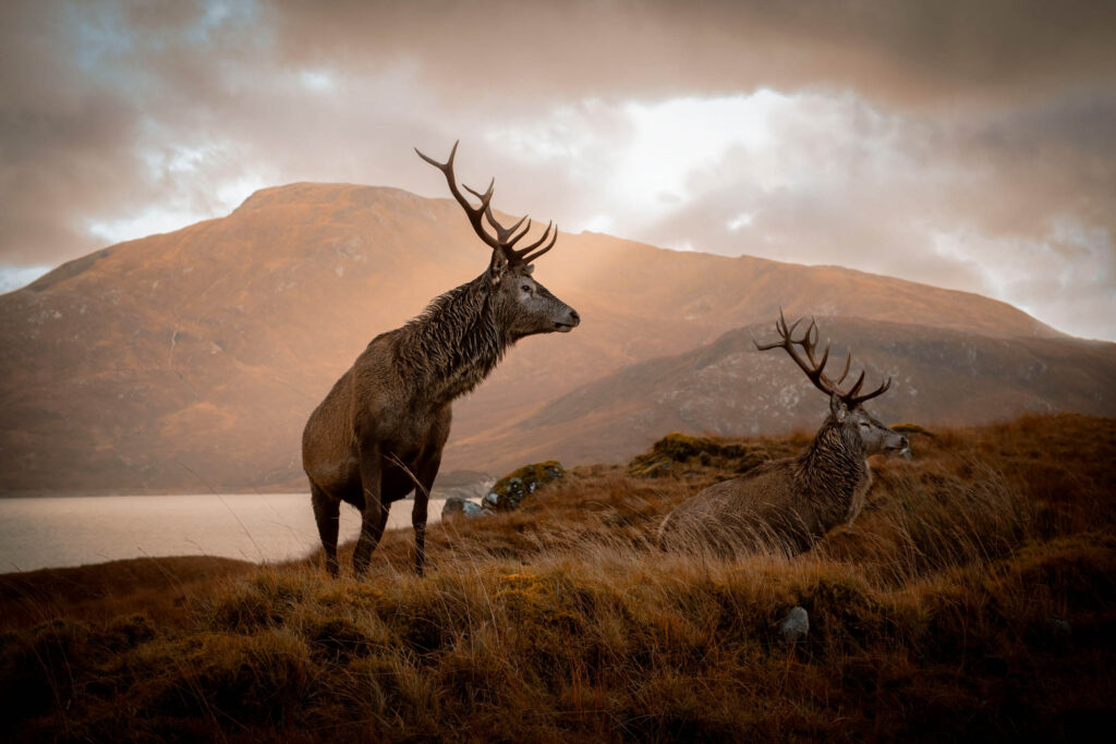 Photo of a Kinloch Stag - buy a print.